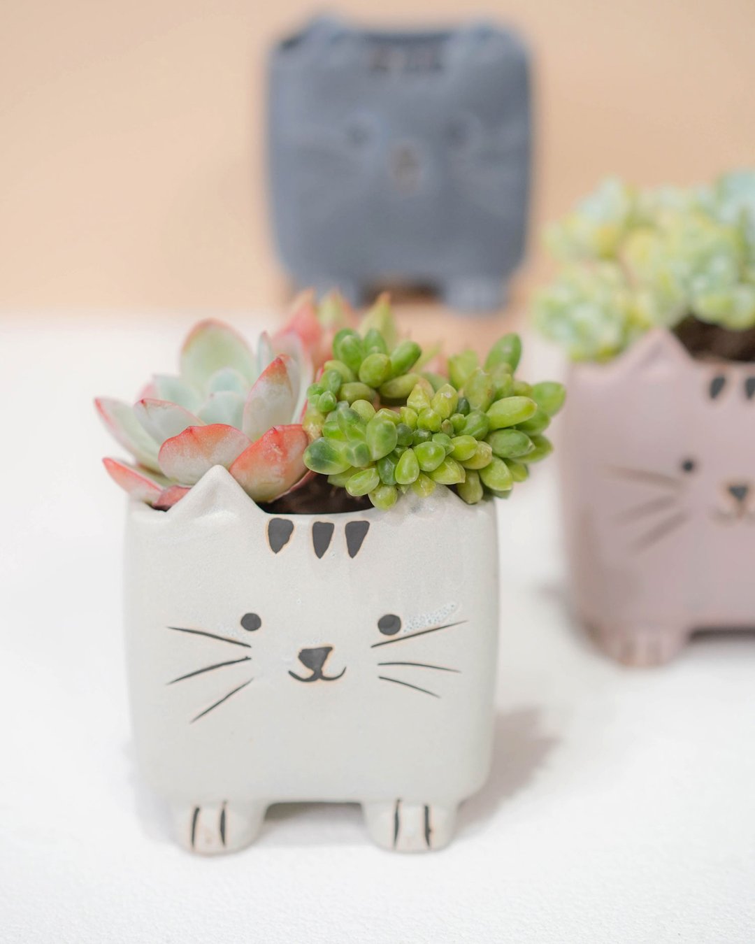 Variegated Succulents – Page 2 – Springer Garden