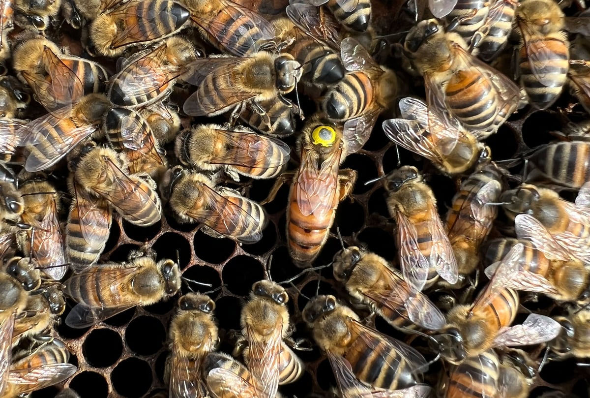 Contact Us - Find Out More - Honeyfields Bee Farm