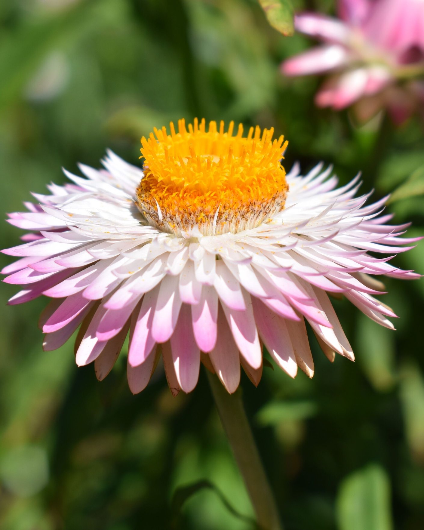Toi Toi Botanicals | Dried Flowers, Leaves & Seeds