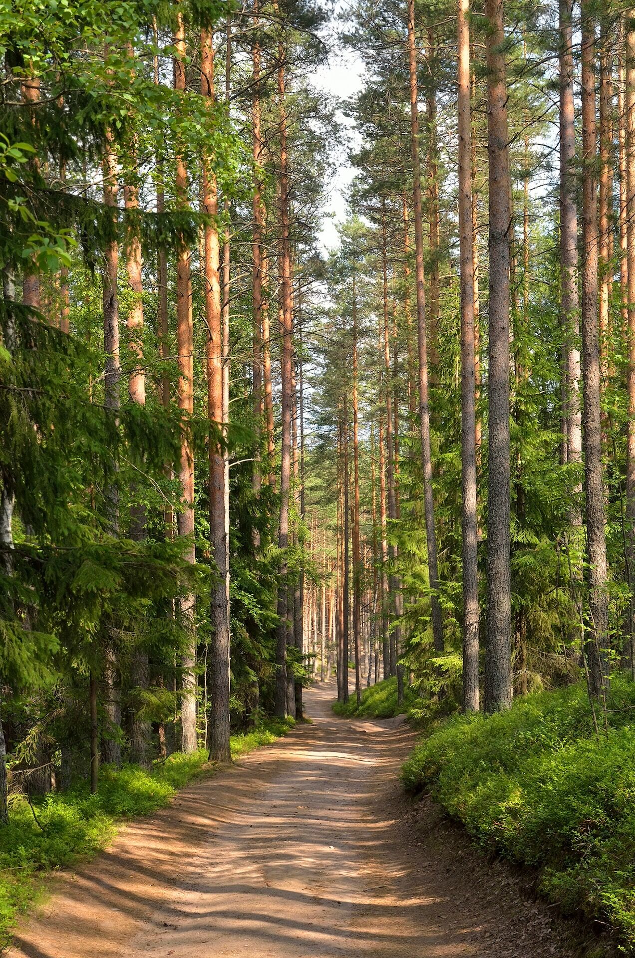 iisi pinssi pre page